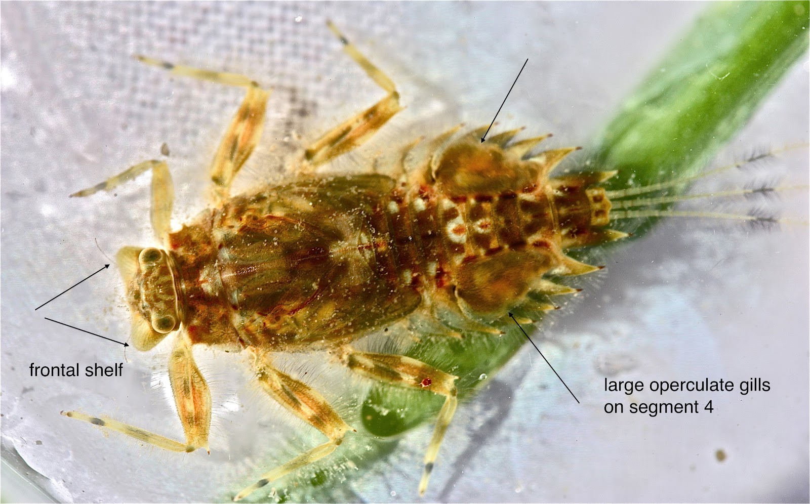 Aquatic Insects of Central Virginia: A Montana Sampler