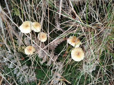 Misidentifying Fungi: Graffham Common Fungus Walk