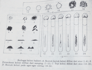Pembentukan Spora Bakteri Dan Pertumbuhan Bakteri (Berbagai Sifat ...