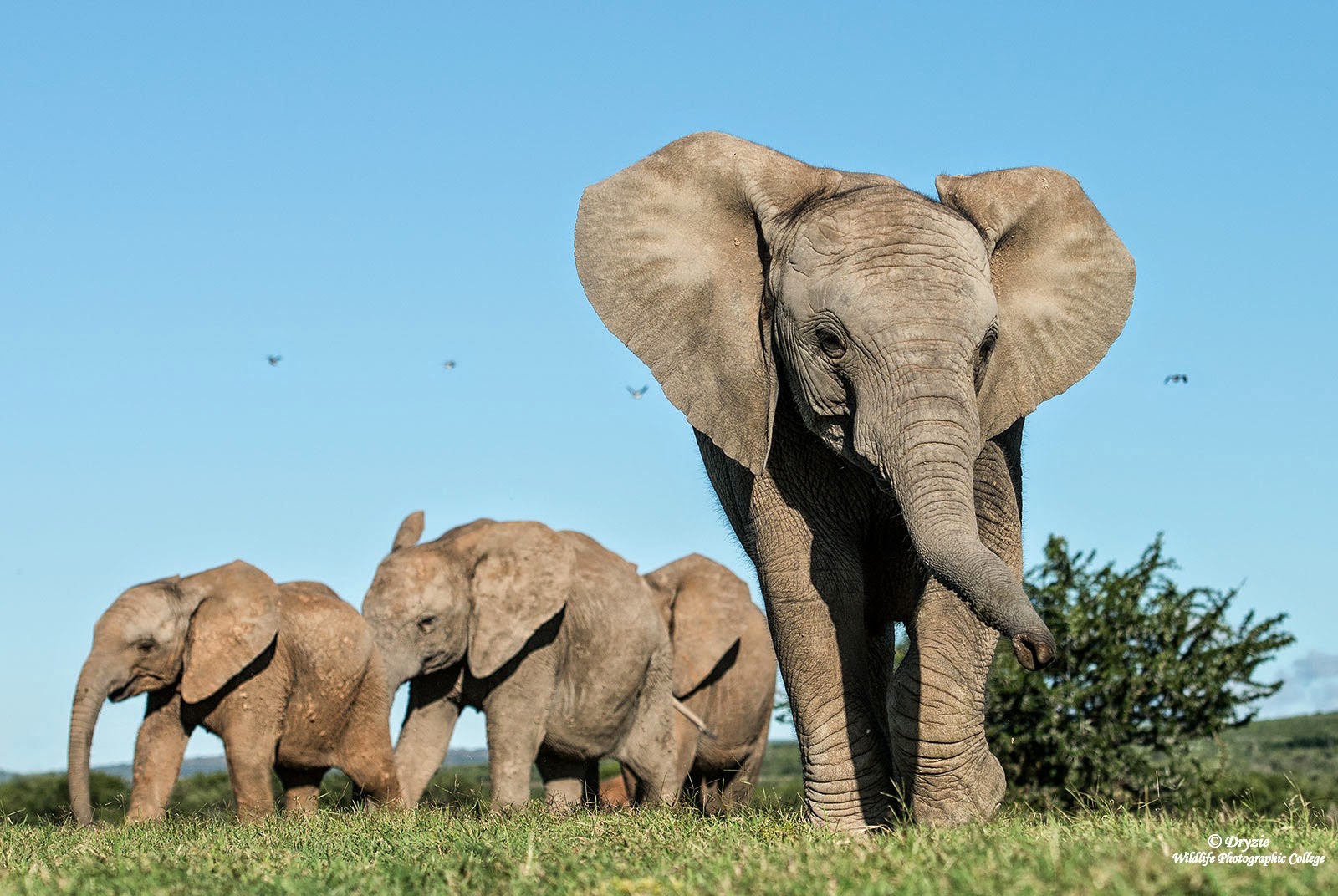 Five Star Lodge in the Addo Elephant National Park: Photographic Course ...