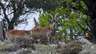 Natura de Caps de Setmana: Capra pyrenaica