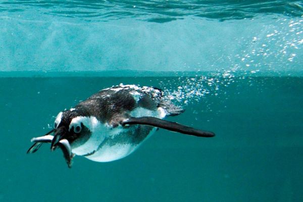 African Penguins Food