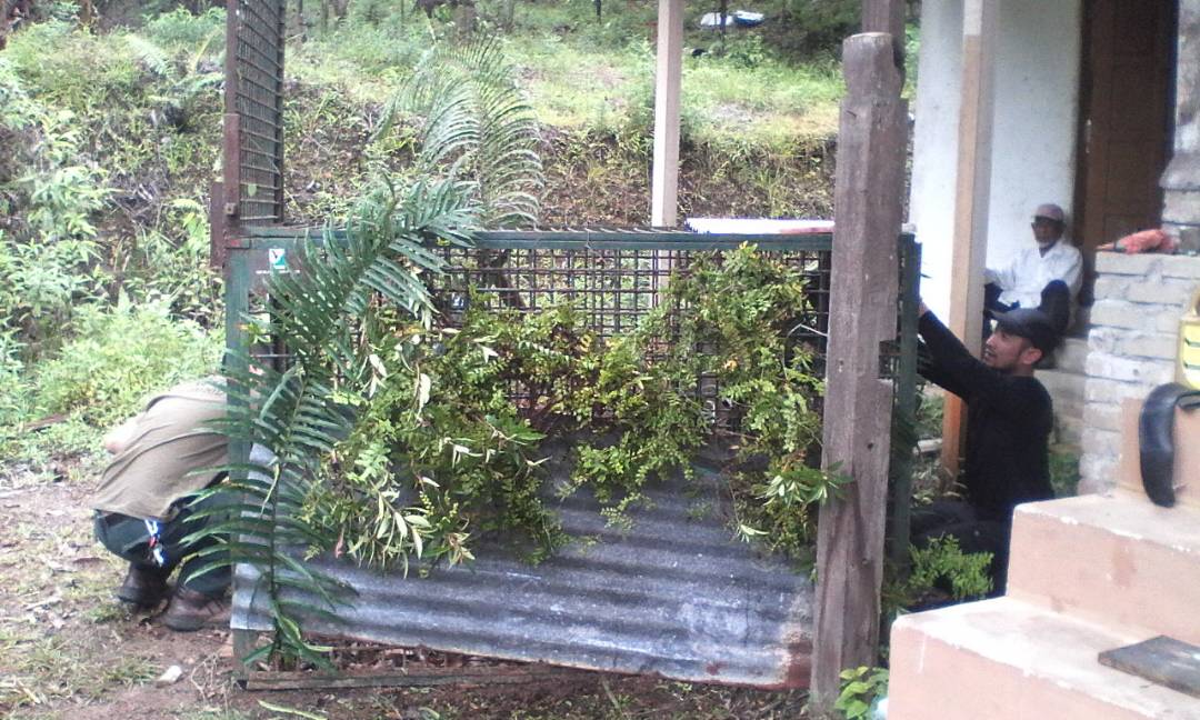 Cabaran Penternakan Kelulut : Serangan Beruang Siri 2