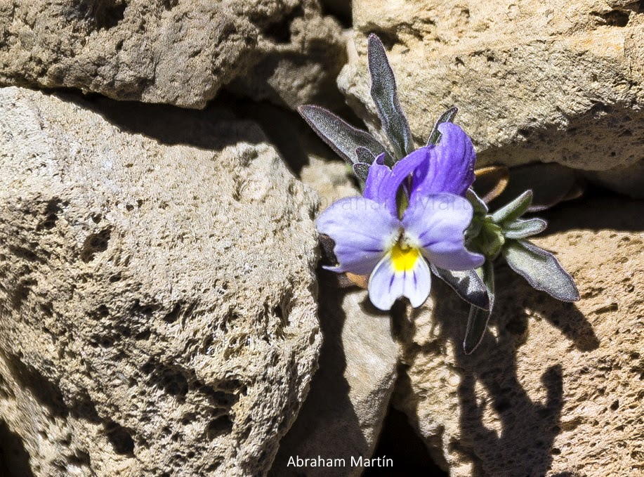 TENERIFE EN IMÁGENES: VIOLETA DEL TEIDE EN FLOR (MAYO, 2015)
