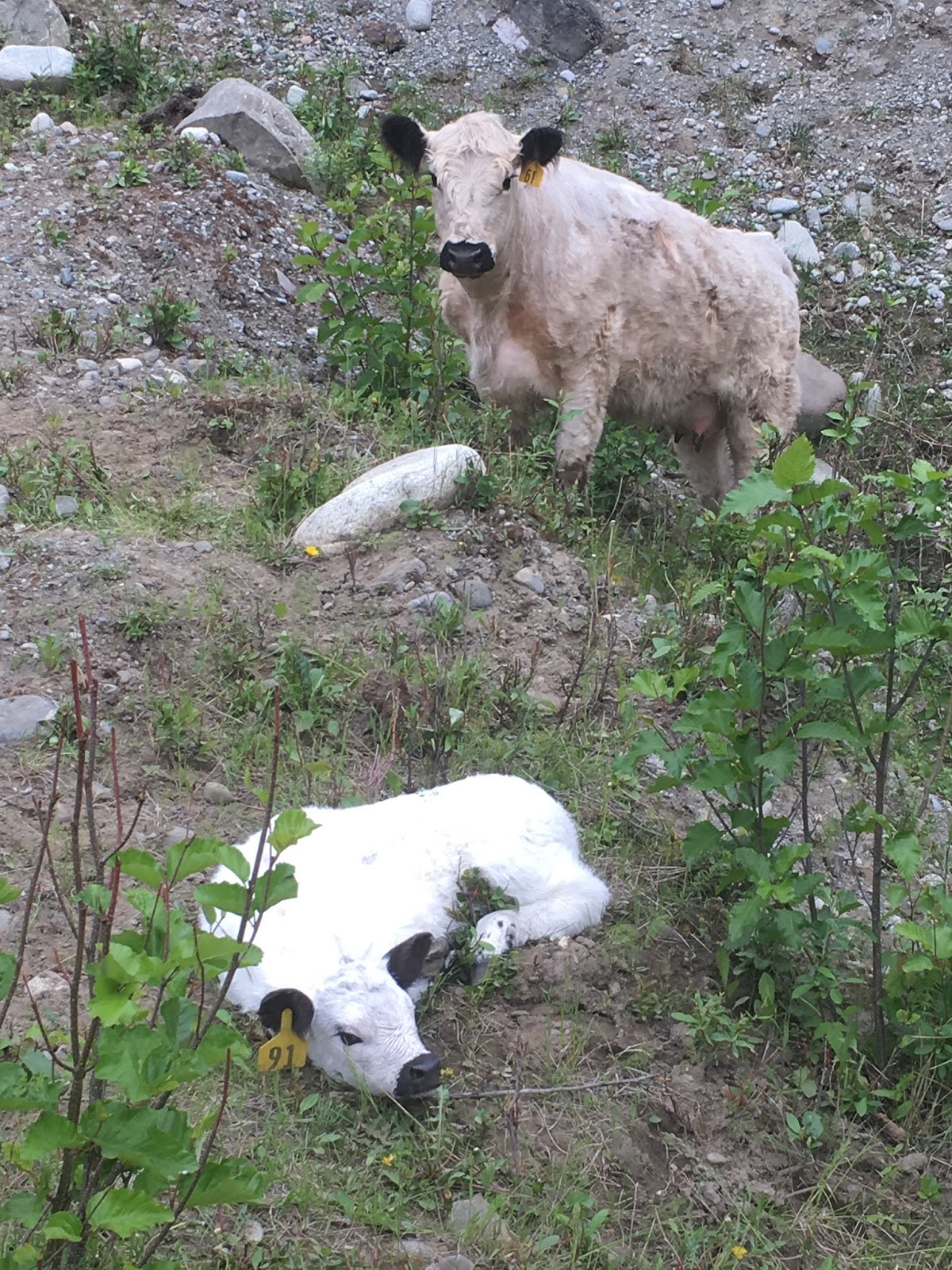 Wolverine Farm: 2017