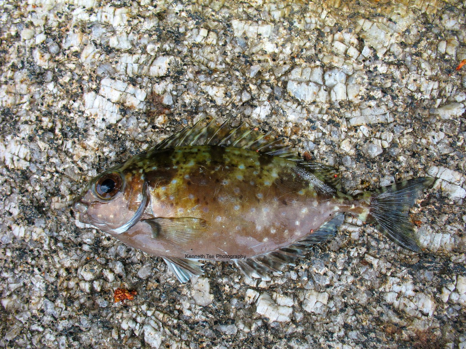 MuskieBait Adventures: Indo-Pacific Tour 2010 - Phuket (Day 3)