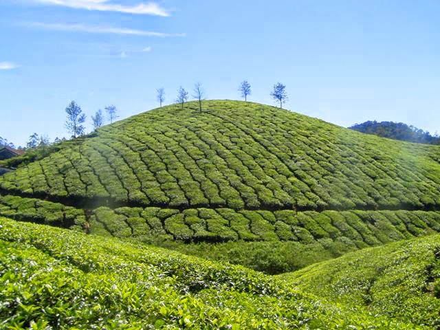 Nellai Forum: Manjolai Hills