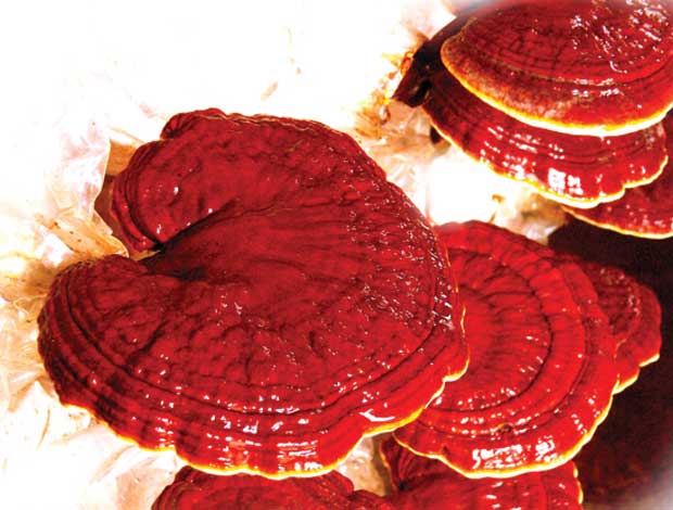 Ganoderma Plus Capsule