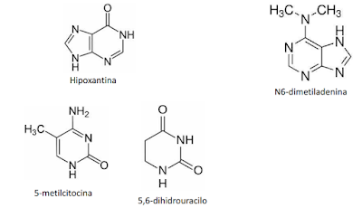 blog-bioquimica: Ácidos Nucleícos
