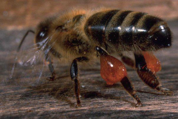 APICULTURA EN MISIONES: El propóleos en la prevención del cáncer