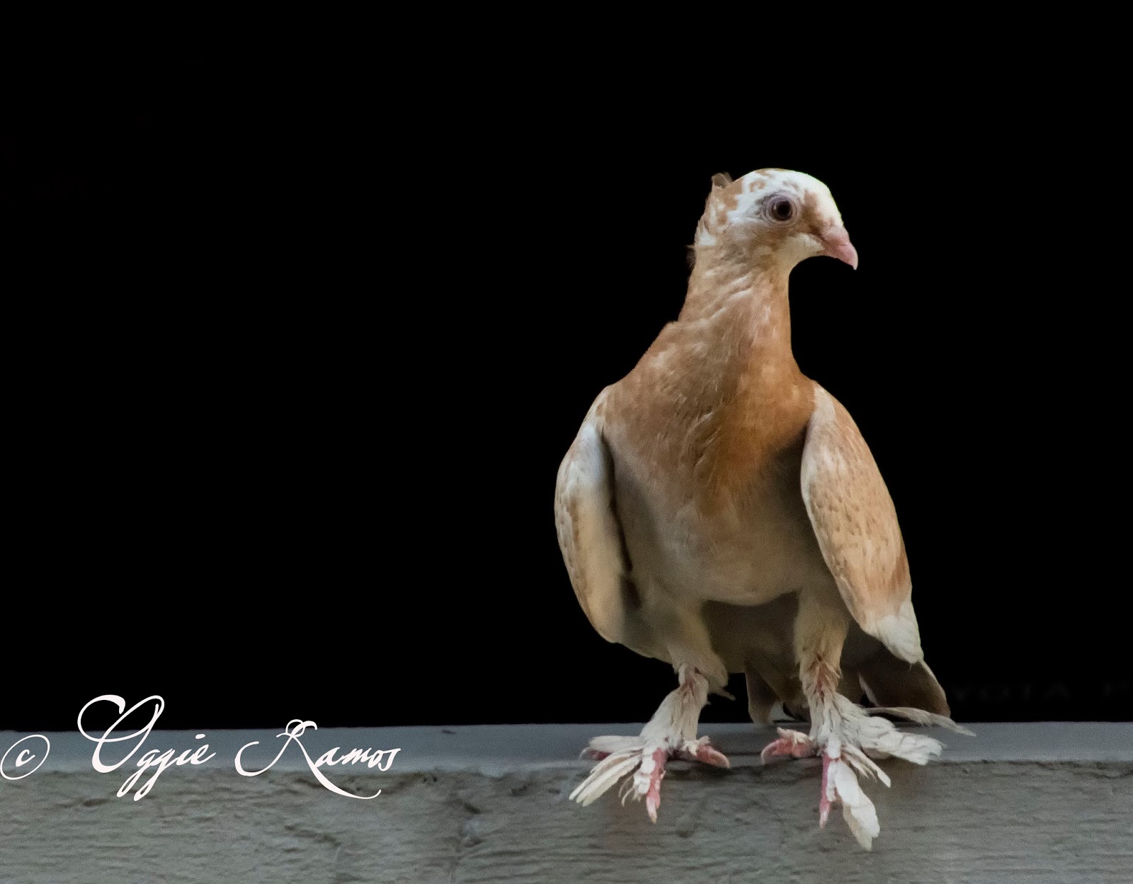 Lagalog Philippines Travel Photography Blog: American Fantail Pigeon ...