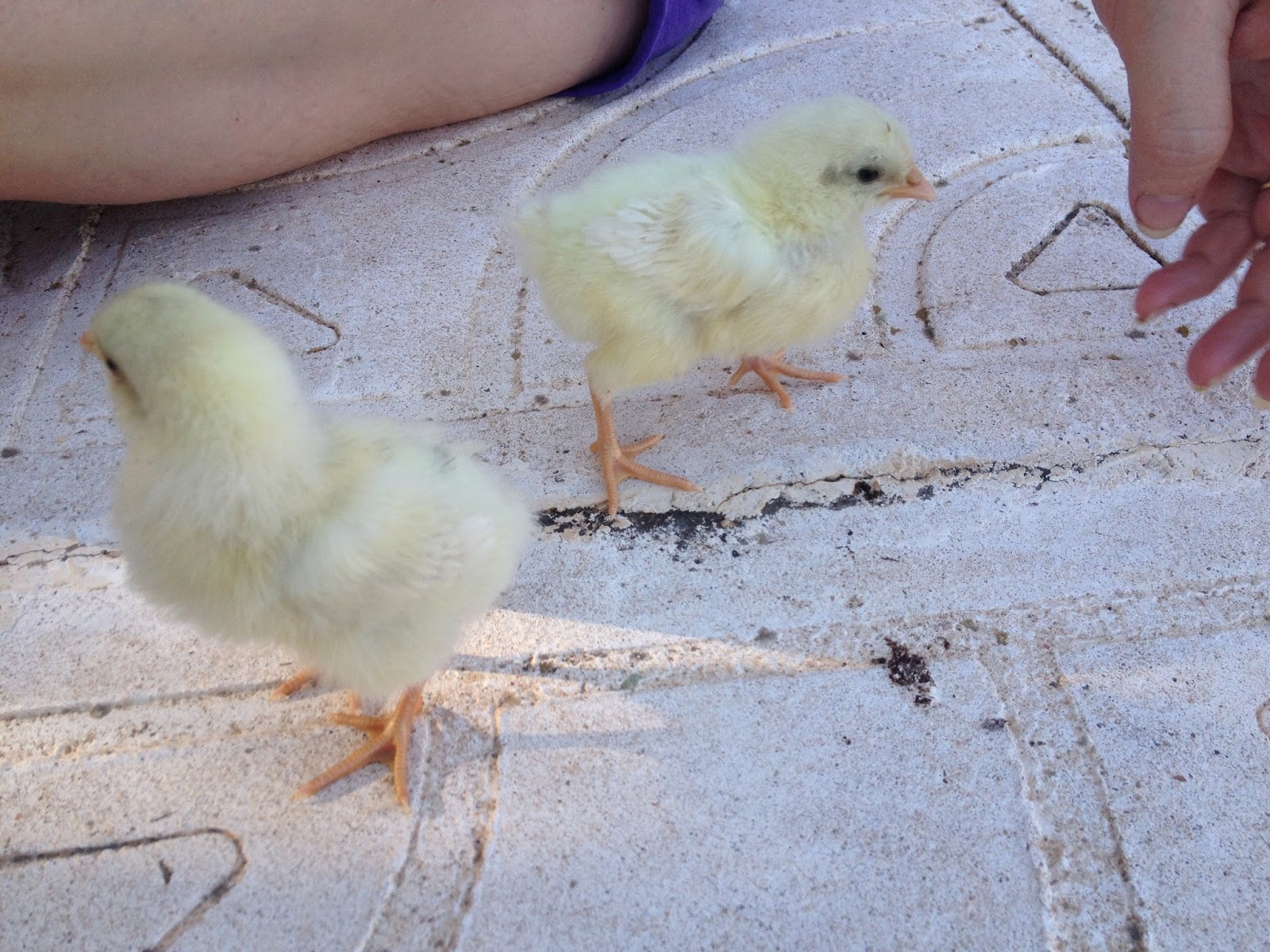 El rincón de Manoli: MIS POLLITOS