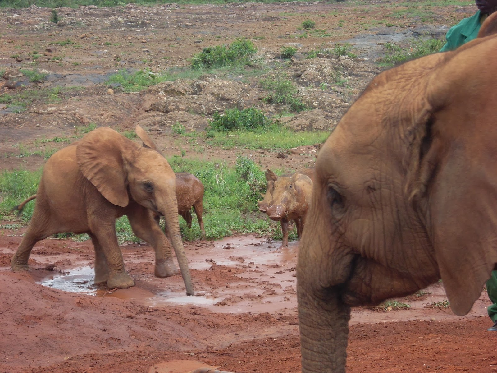 Travel Pennies: Baby Elephants and Giraffes in Nairobi