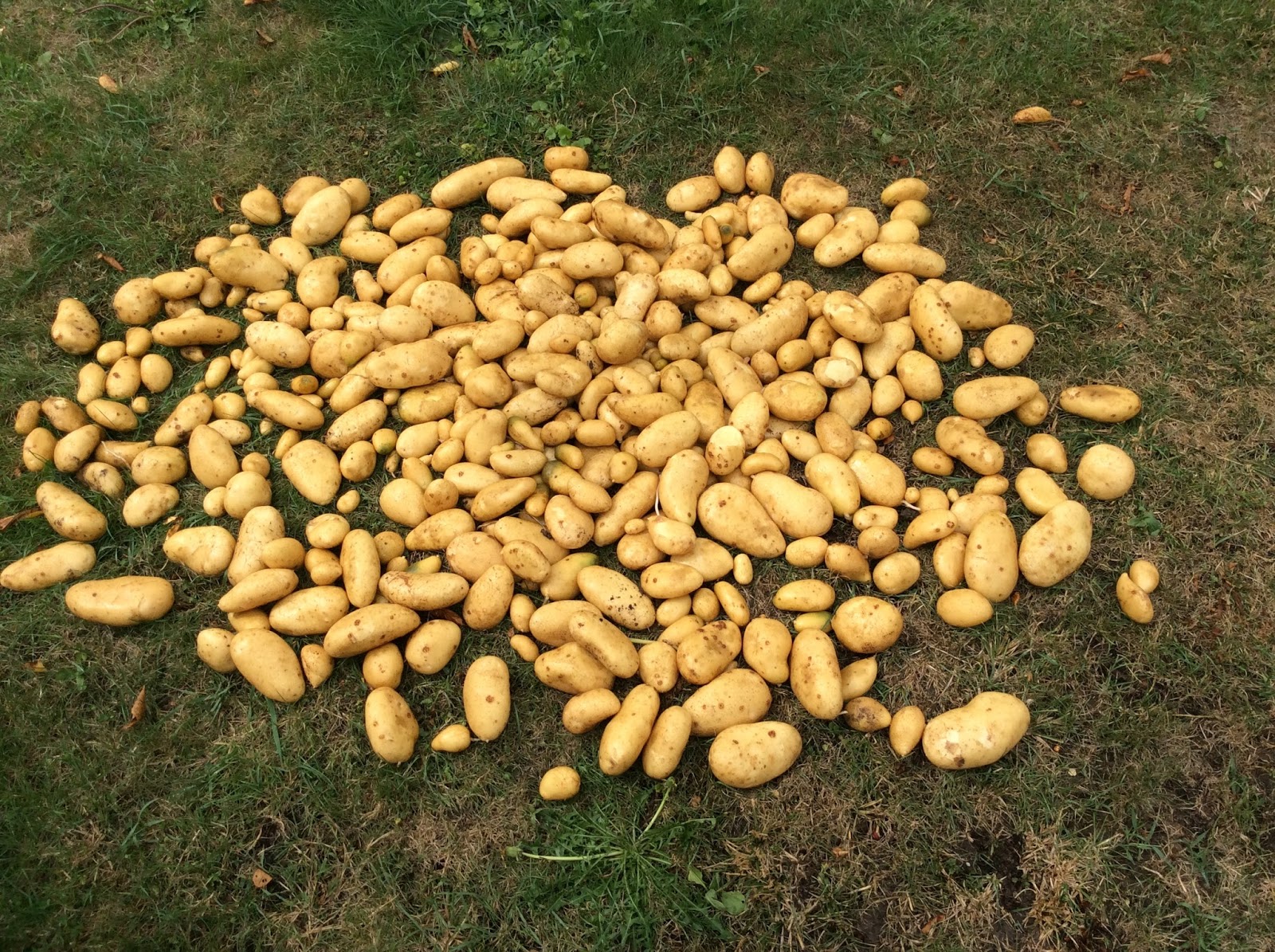 PASSION TOMATES: les pdt spunta et charlotte