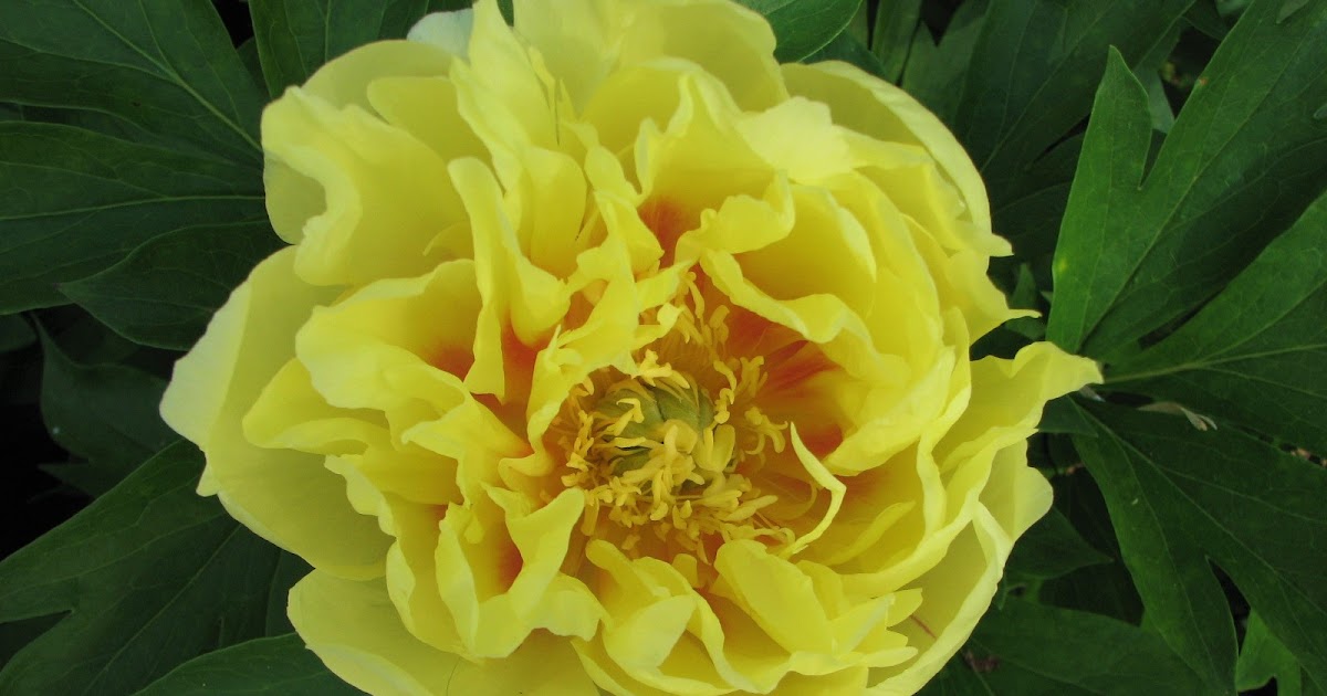 Sweet Home Indiana: 10 Tips for a Great Flower Garden