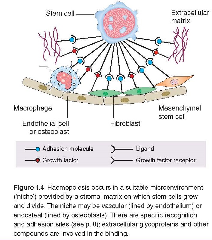 Bone Marrow Stroma - pediagenosis