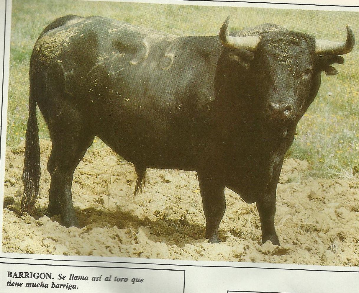 Blanco y Oro: * Clasificación de los toros por su exterior y ...