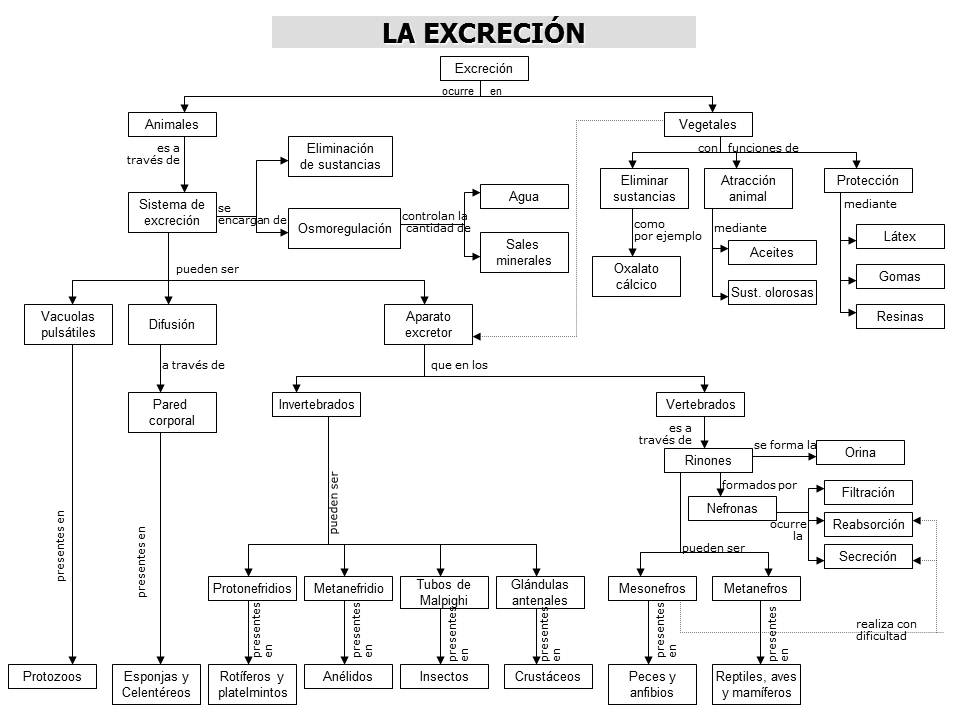 CIENCIAS NATURALES: EXCRECION