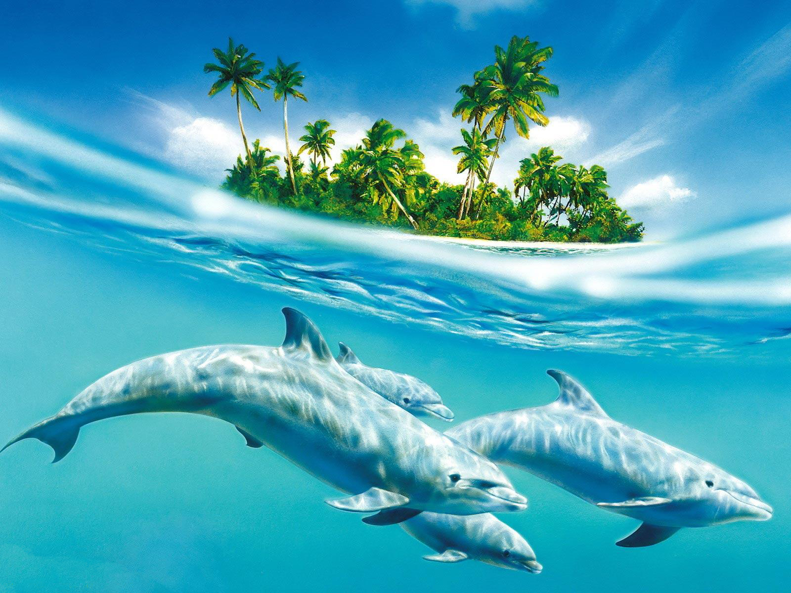 HD Dolphin Wallpapers - HD Animal Wallpapers