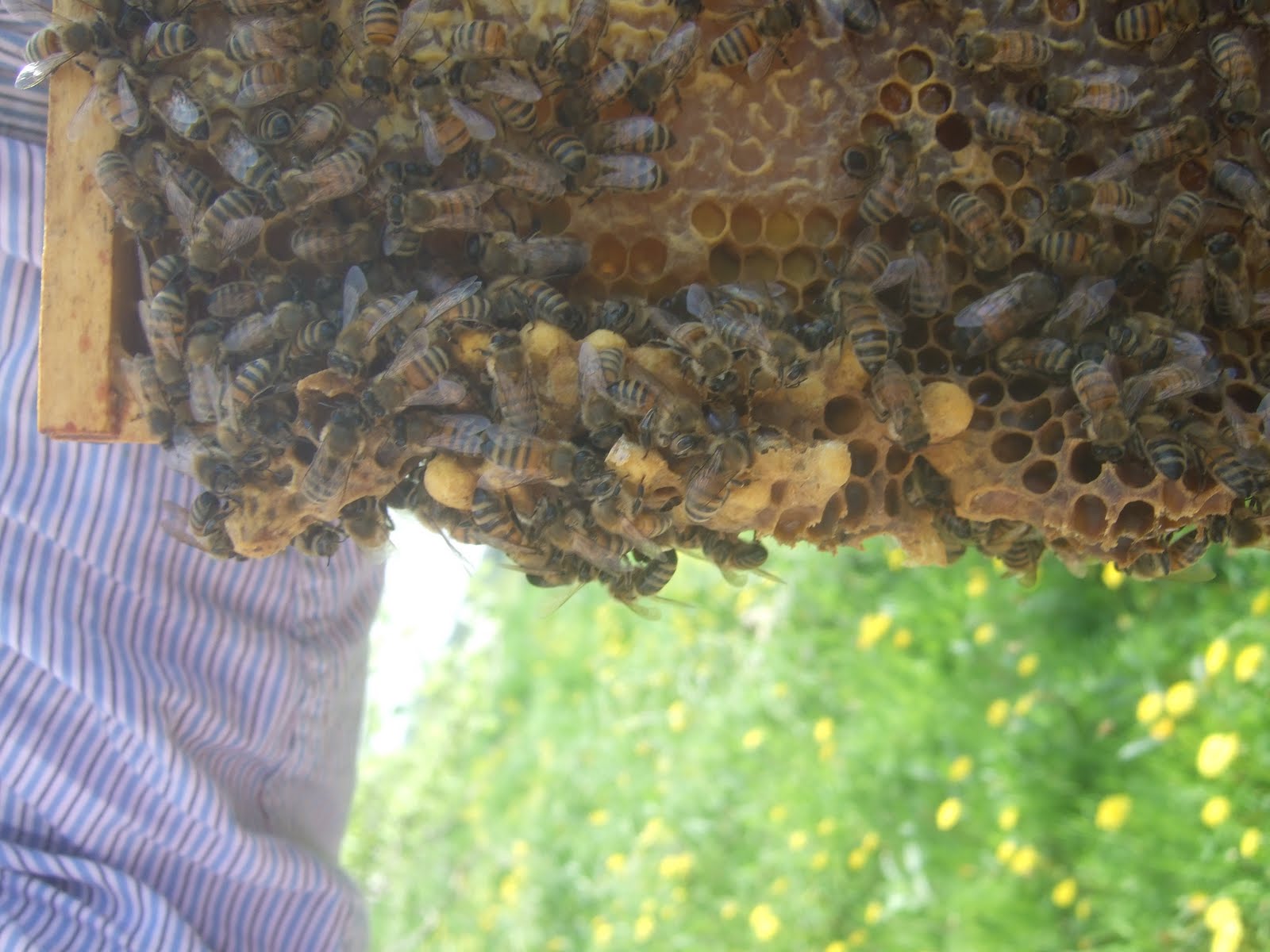 The Bee Journal: The Difference Between Drone and Queen Cells