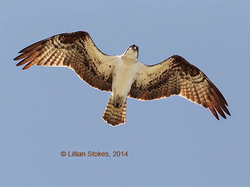 STOKES BIRDING BLOG: Hawks On The Move Now, Its Migration Time!
