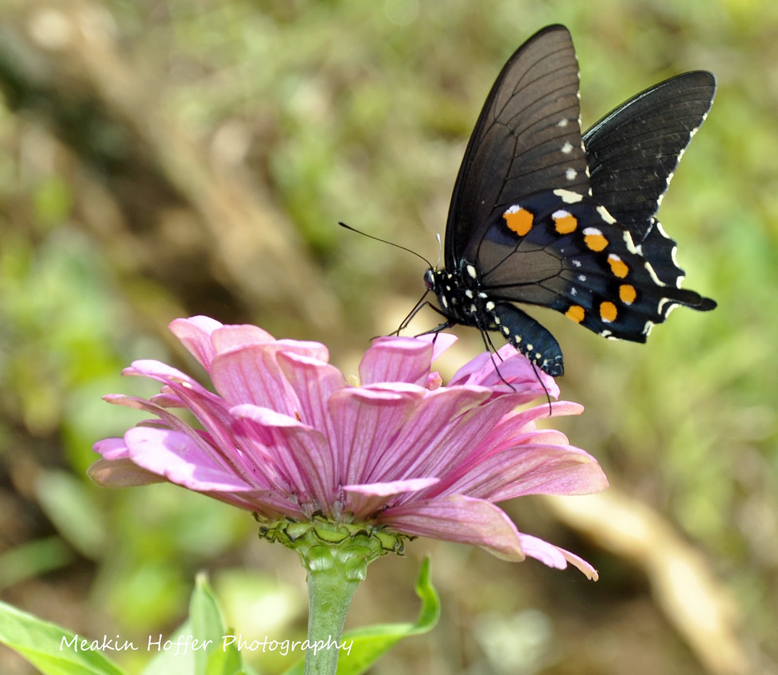My Carolina Kitchen: Monday with Meakin – a Butterfly & a Bee