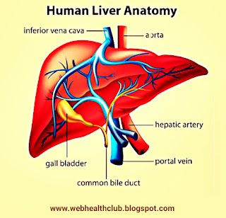 Basic factor and 10 ways to against liver disease ~ Health & Fitness ...