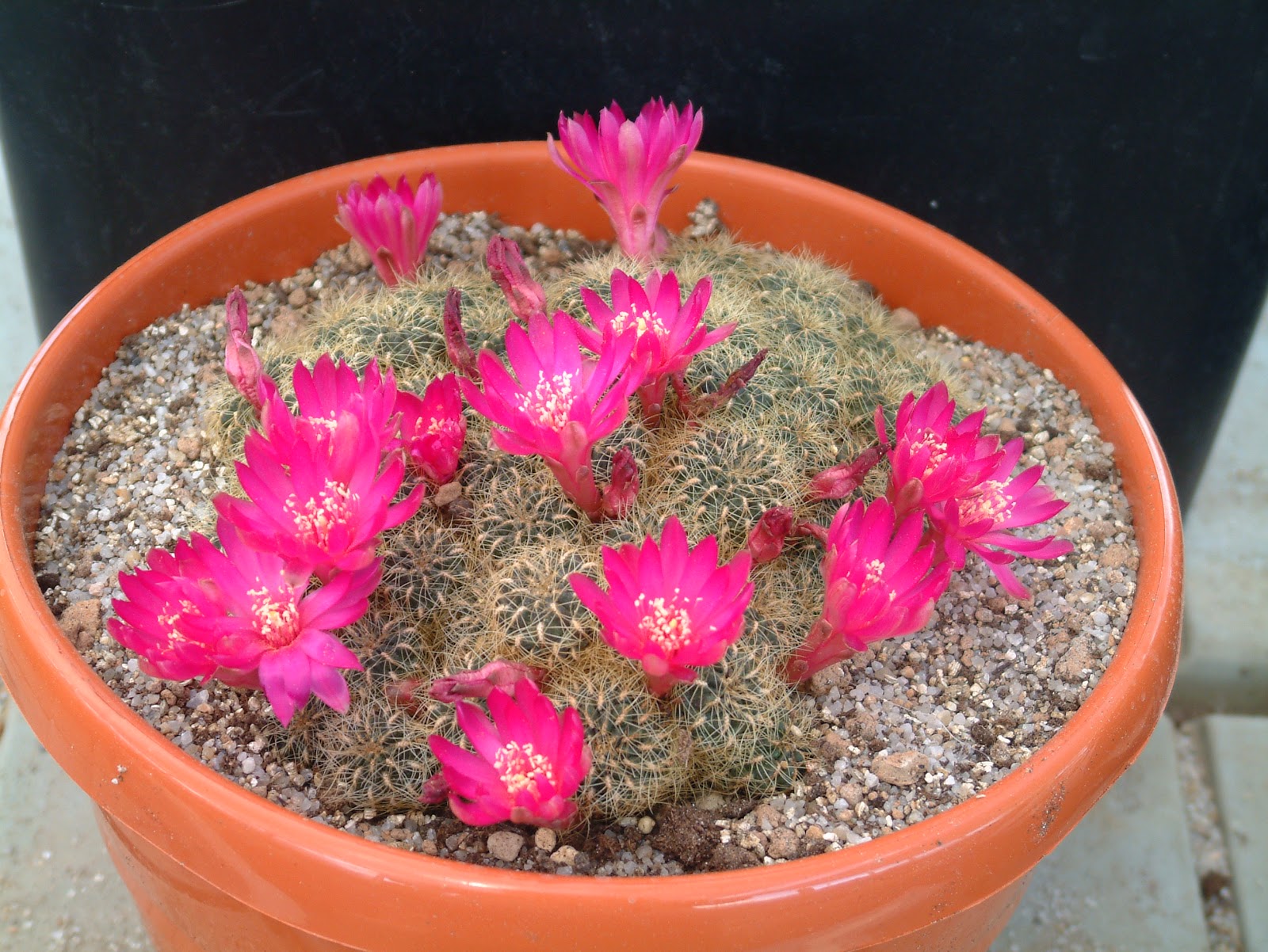 Rebutia, Aylostera y Weingartia: ¿Cuantas Rebutias hay?