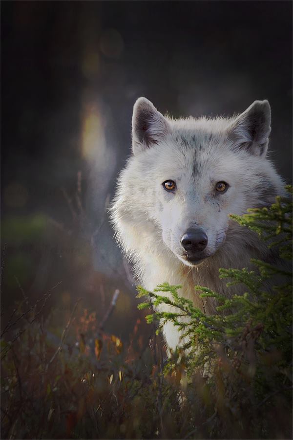 White Wolf : Stunning beauty of wild wolves in Finland by award winning ...