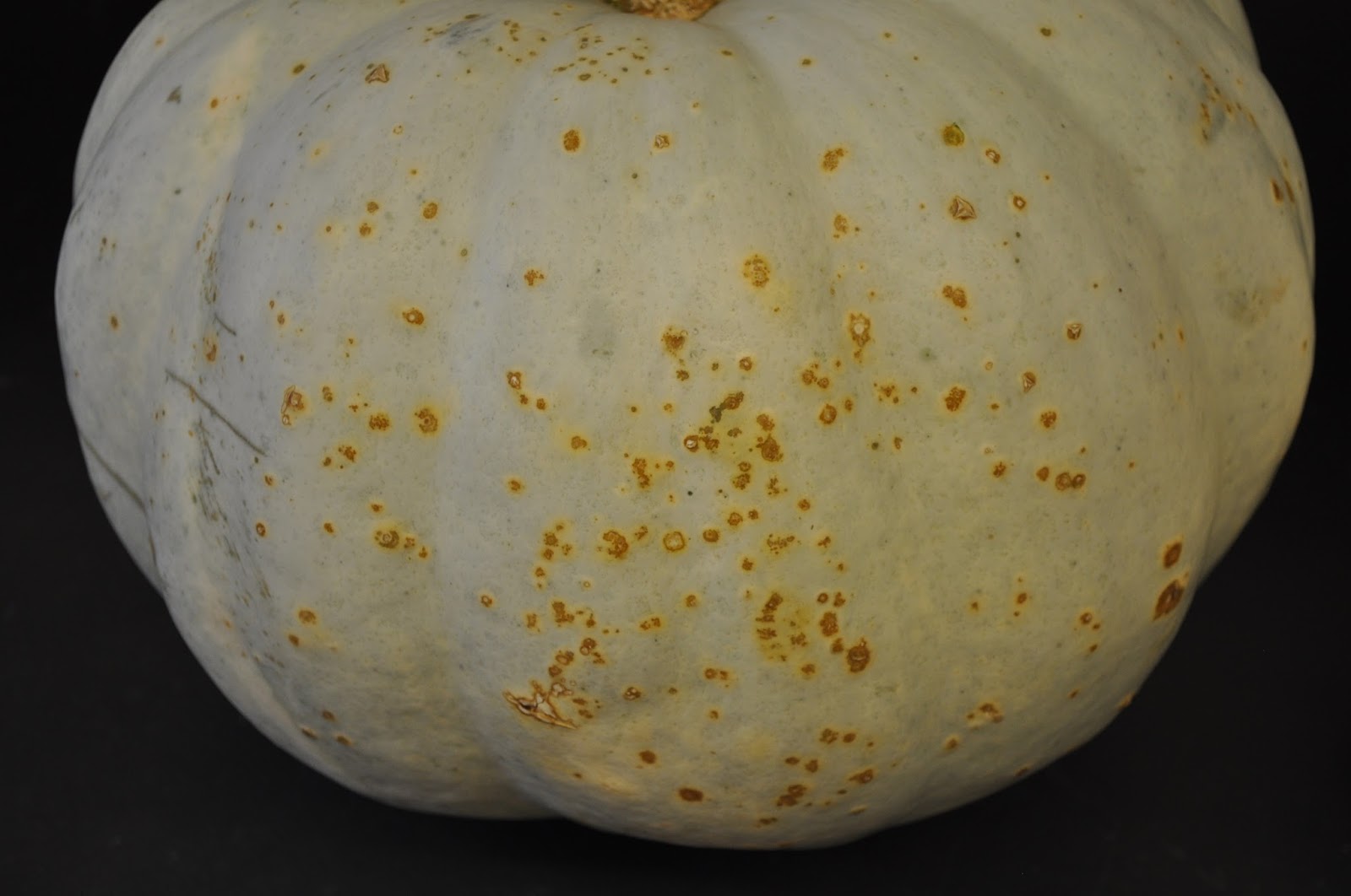 NMSU Plant Clinic: Featured Diagnosis: Bacterial Leaf Spot of Cucurbits