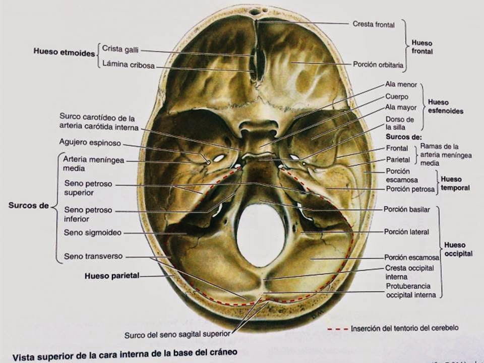 MORFOFISIOLOGIA I: ANATOMÍA