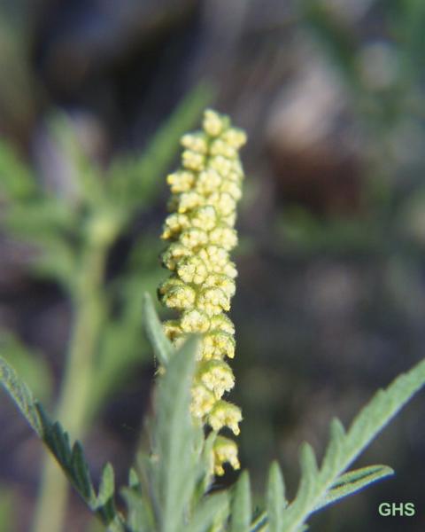 Flowers And Meanings: Ambrosia Flower Picture And Meaning