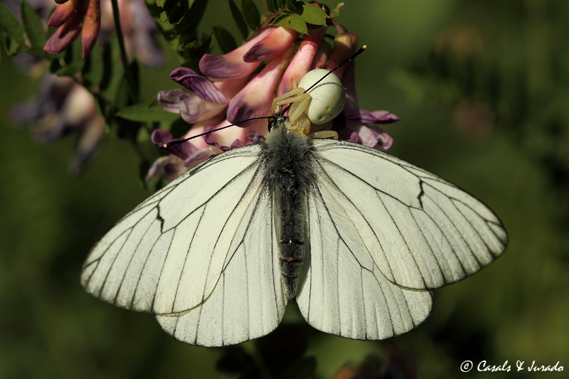 CRÒNIQUES NATURALISTES: de setembre 2011