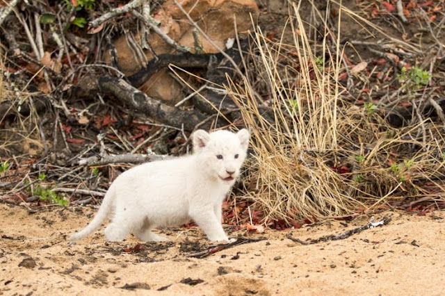 White Wolf : Rare leucistic white lion cub spotted in the wild
