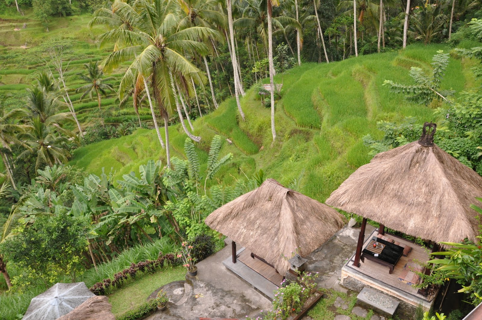 The Olive Journey: The Green Tegallalang - Tegallalang, Bali, Indonesia
