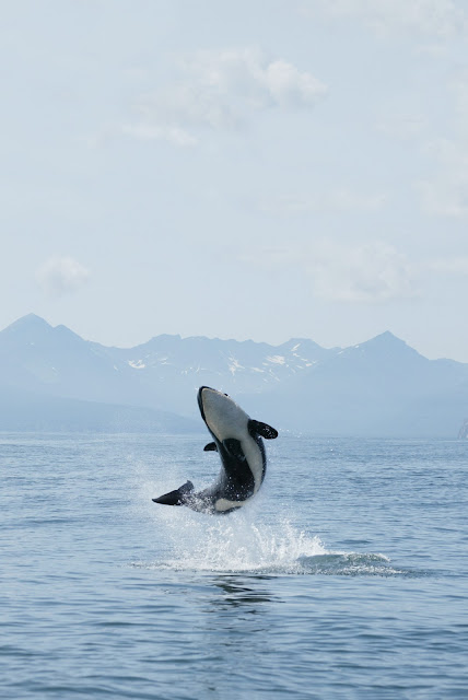 Orca Aware: Orcas of the World