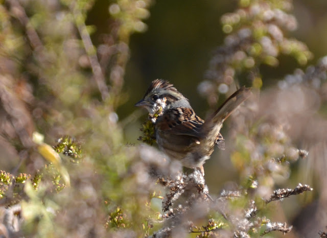 Woods Walks and Wildlife: October 2011