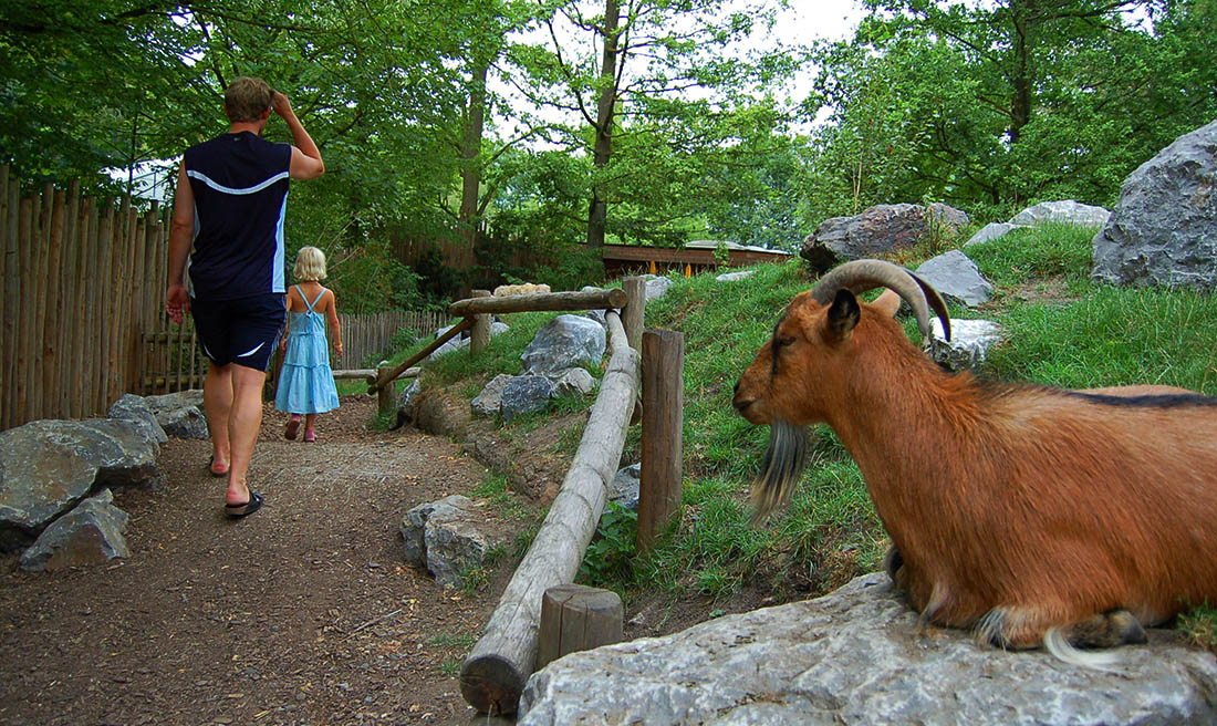 Zoo and Aquarium Design: Children's Paths: A How to Guide