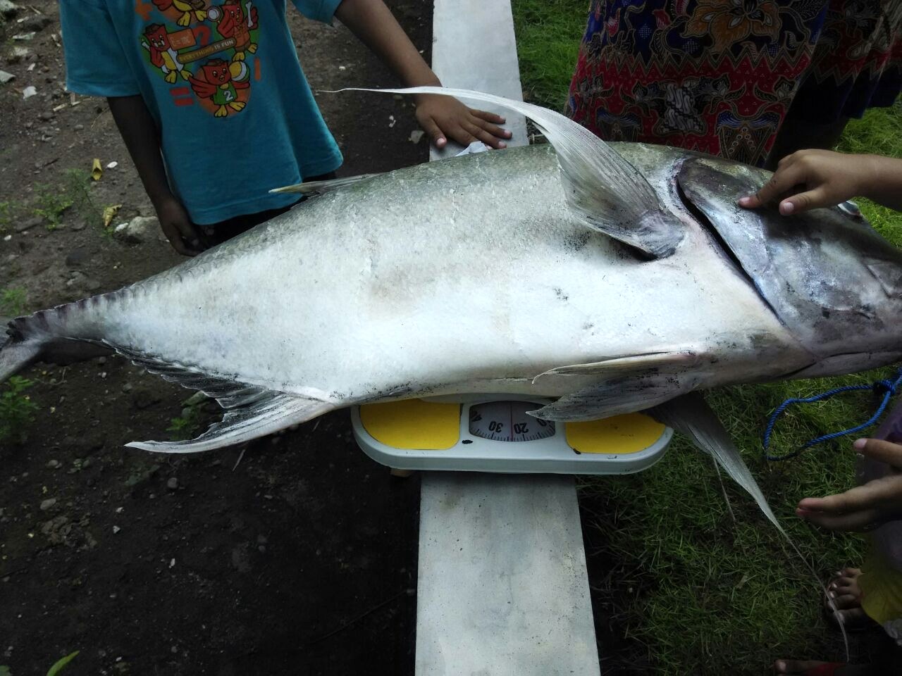 IKAN GT 24 KG DI TIMUR PANTAI KUWARU JOGJA - MANCING PASIRAN ~ Surf ...