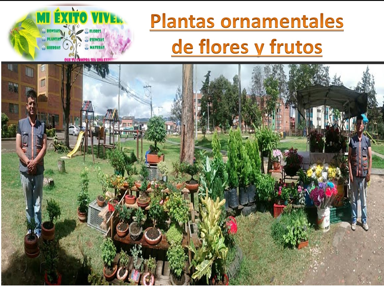 MI ÉXITO VIVERO JARDINERIA: MI EXITO VIVERO JARDINERIA