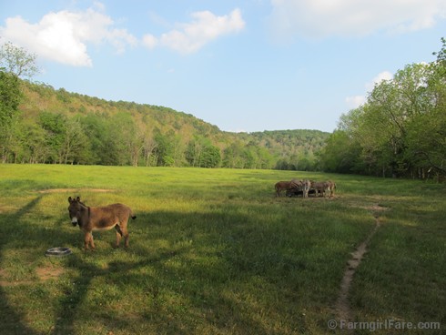 Farmgirl Fare: Tail End of the Week: Get Your Friday Farm Fix #9