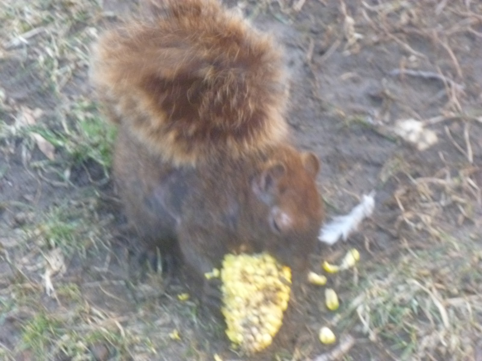 The New York Squirrel: Iceland Saga: Before Nemo