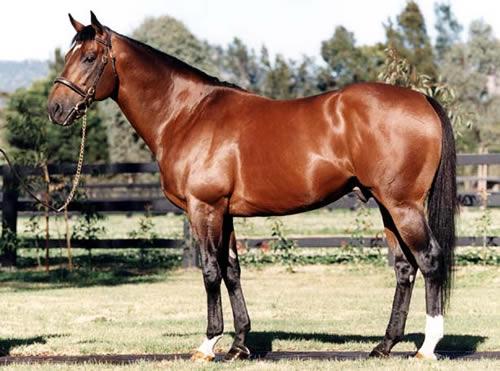 Pokochaj Konie: Podstawowe rasy koni