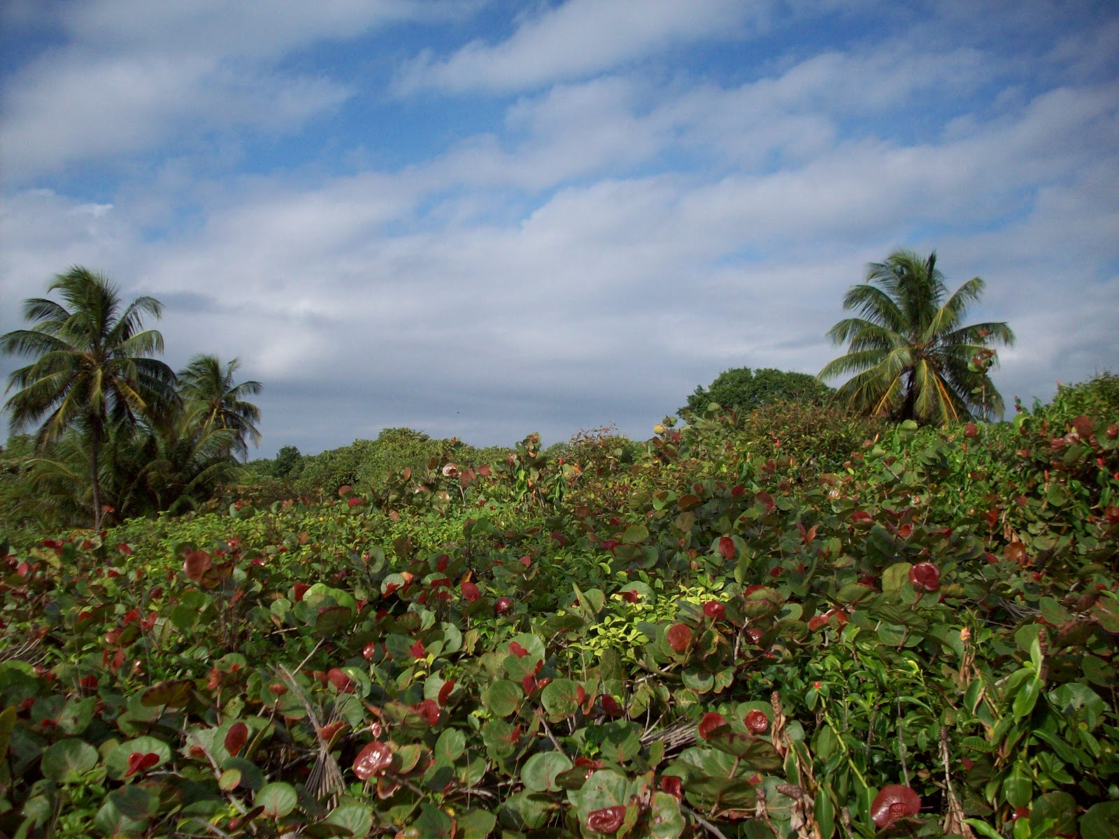 FALSE BLUFF NICARAGUA: Coconut trees