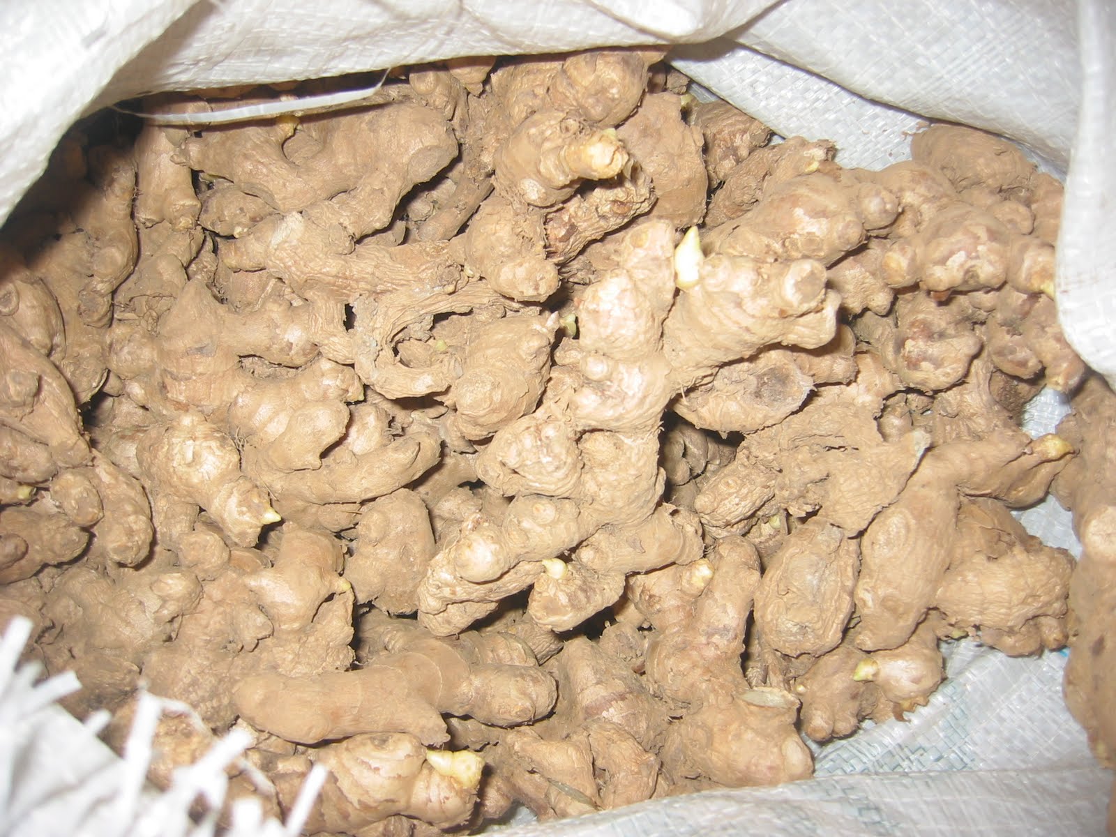 Mindoro 21st Century Association: Luya