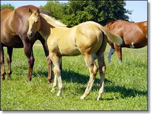 The Pet Tree House - Where Pets Are Family Too : Horses with Rickets ...