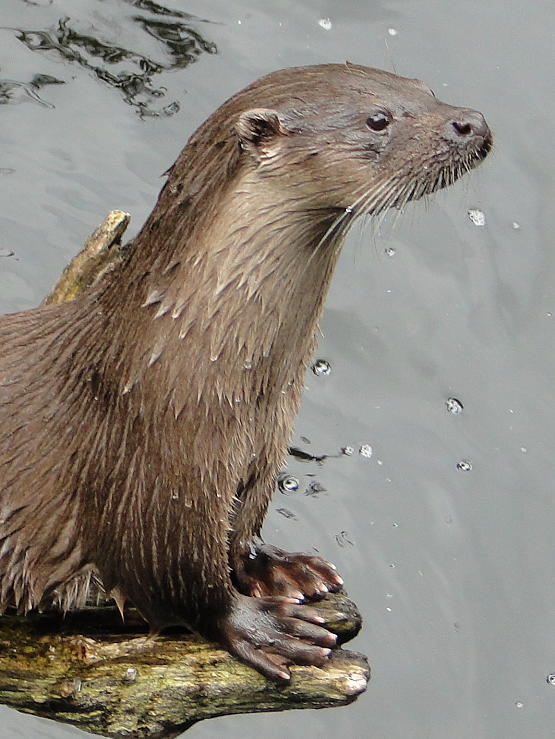 RAMBLES FROM MY CHAIR: European Otters