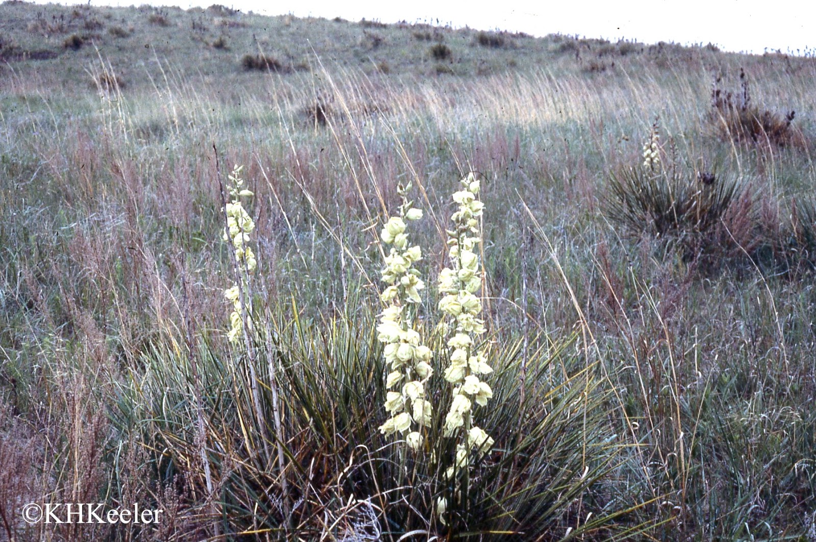 A Wandering Botanist: Plant Story: small soapweed, Yucca glauca