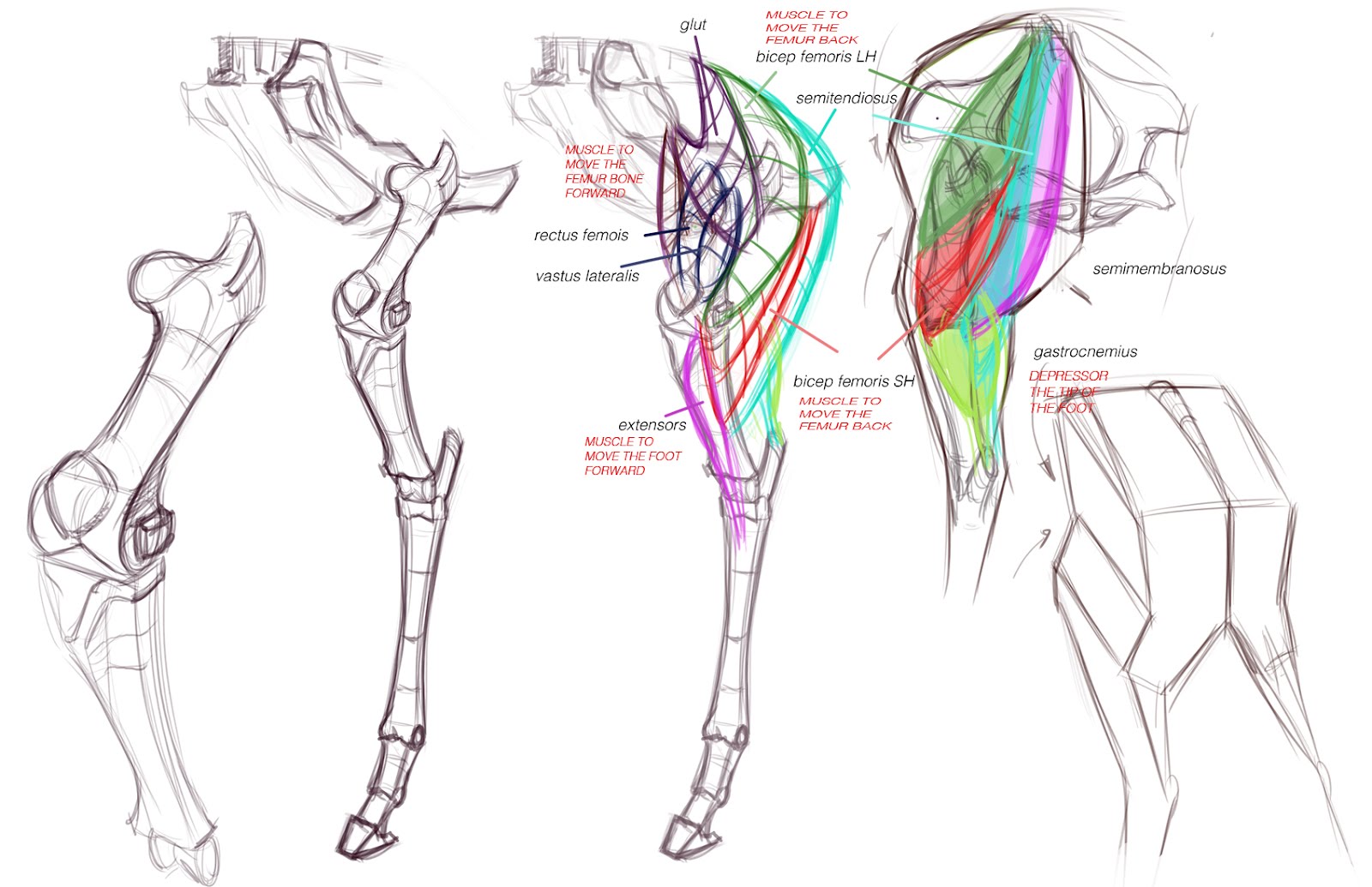 Animal Art and Demos: DEMOS