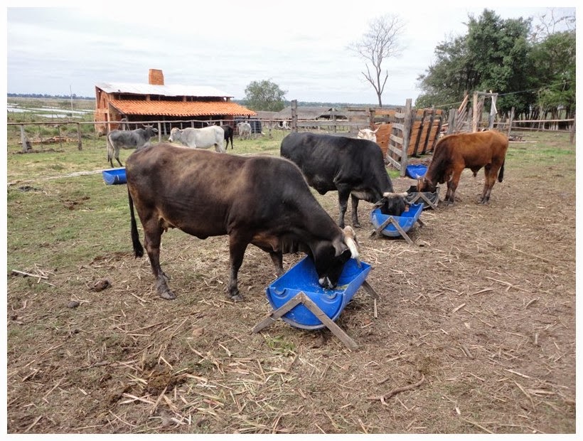 Generalidades de la Ganadería Bovina.: Pardo Suizo